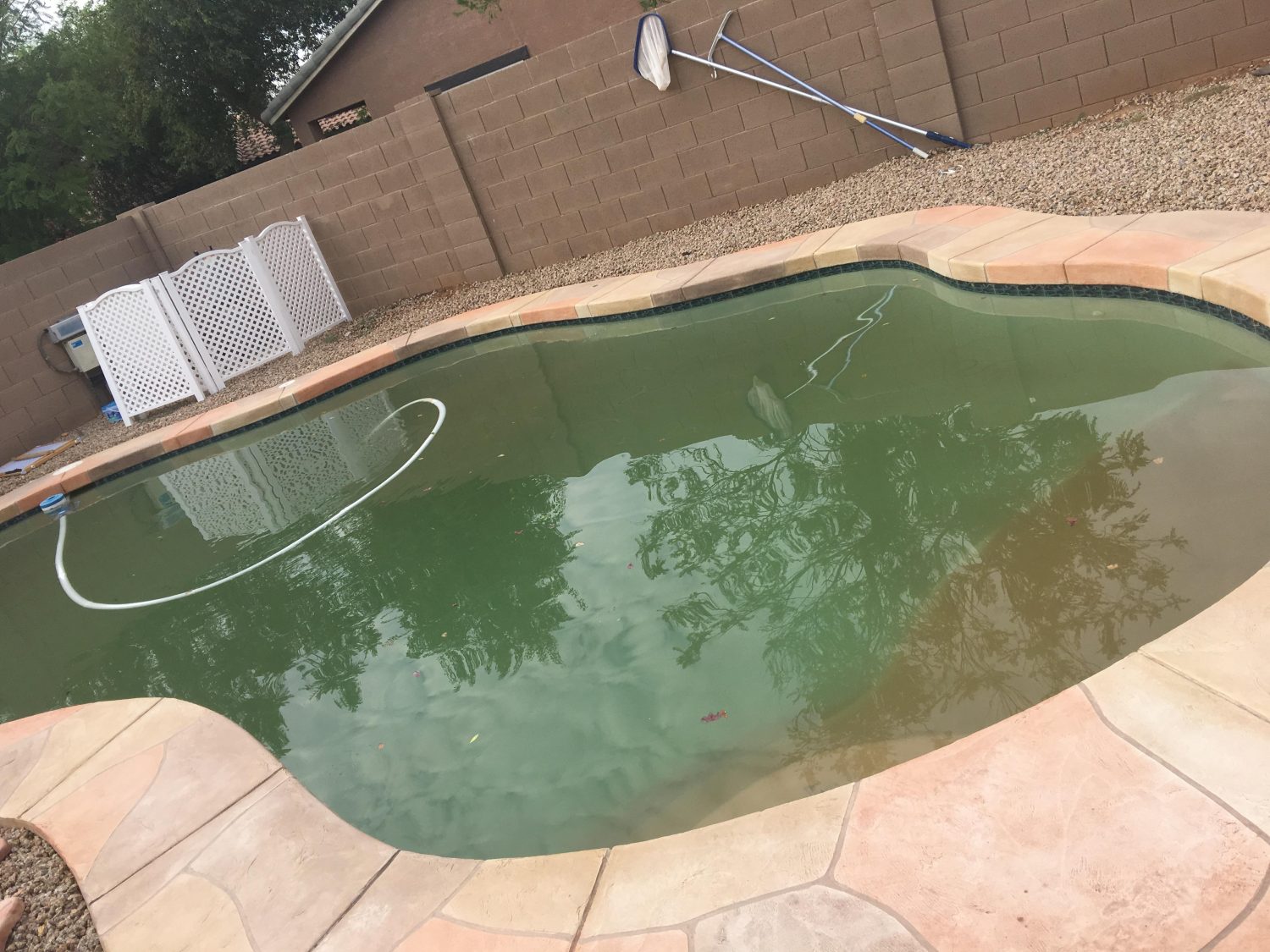 How to remove algae in the pool