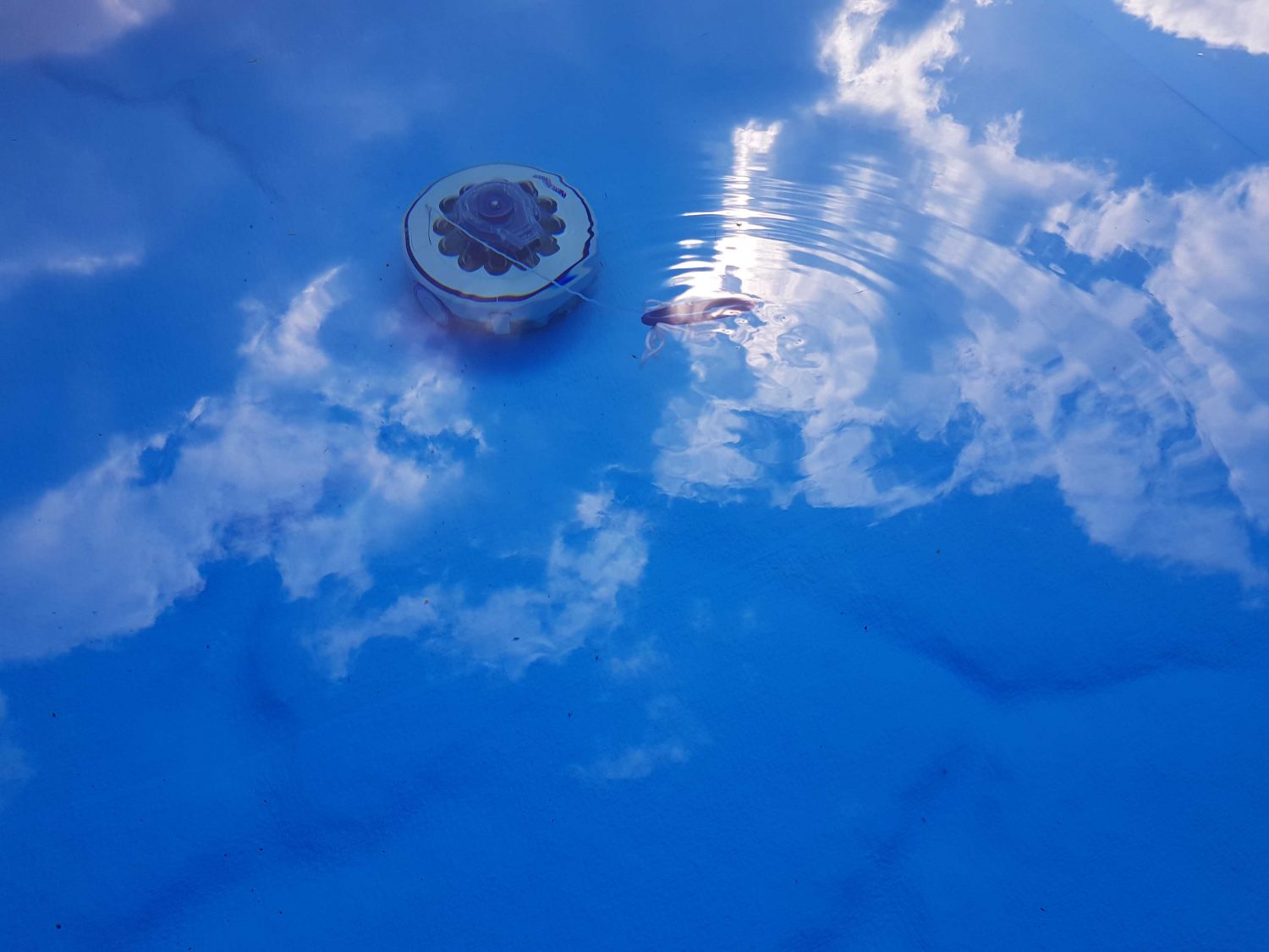 Removable pools: new products for 2022